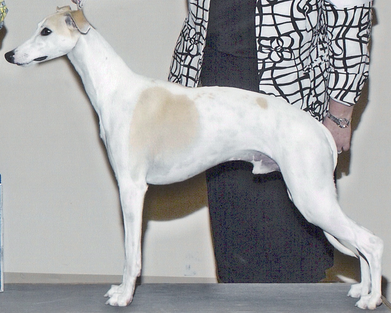 Karasar Kennels - Photo Gallery